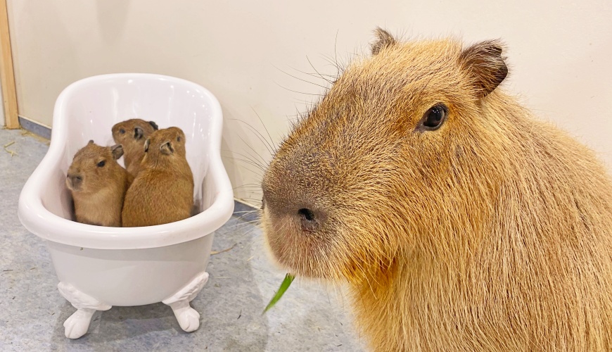 Why do capybaras soak in grapefruit hot springs in winter?Super cute ...