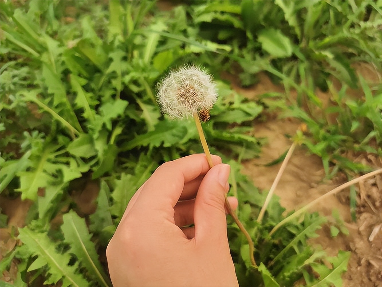 The "good partner" of dandelion has been discovered. If you insist on ...