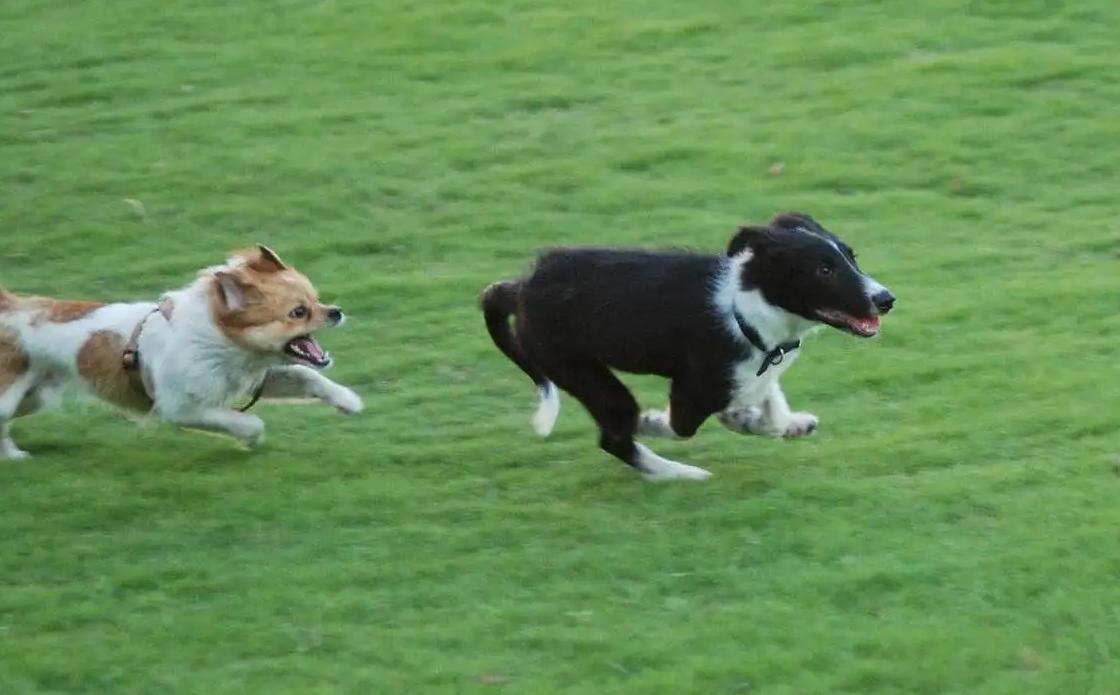 Why do two dogs run away after mating? - iNEWS