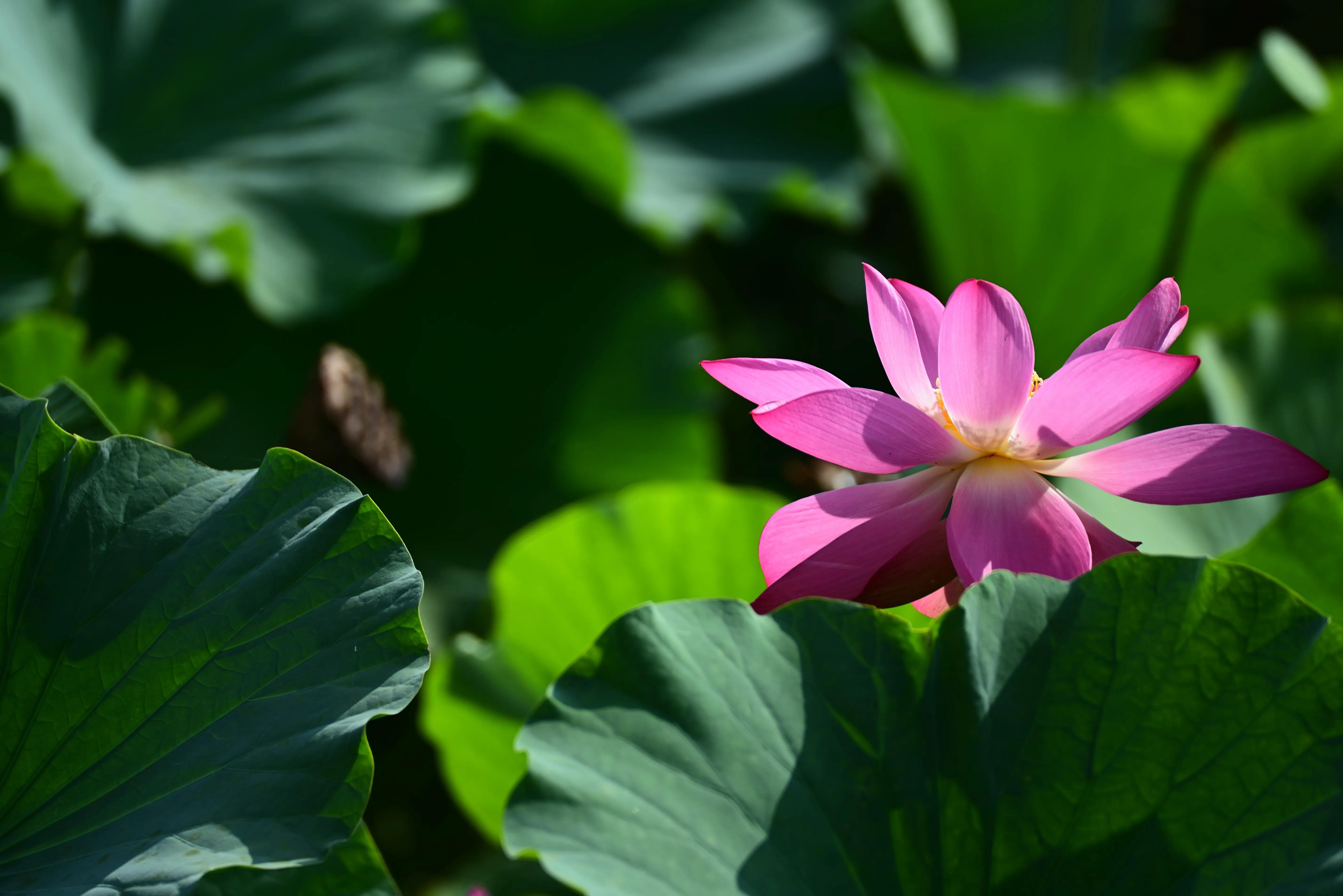 Burning lotus flowers emerge from the water (No. 118) - iNEWS