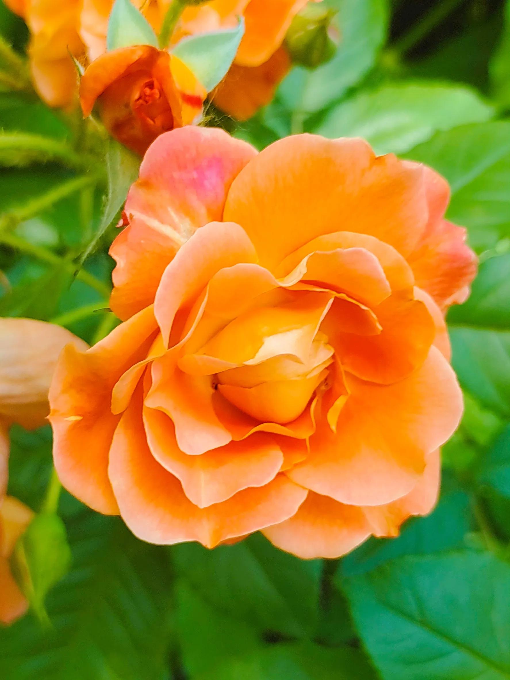 Rose flowers, rising every month, happiness every month, cheering every ...