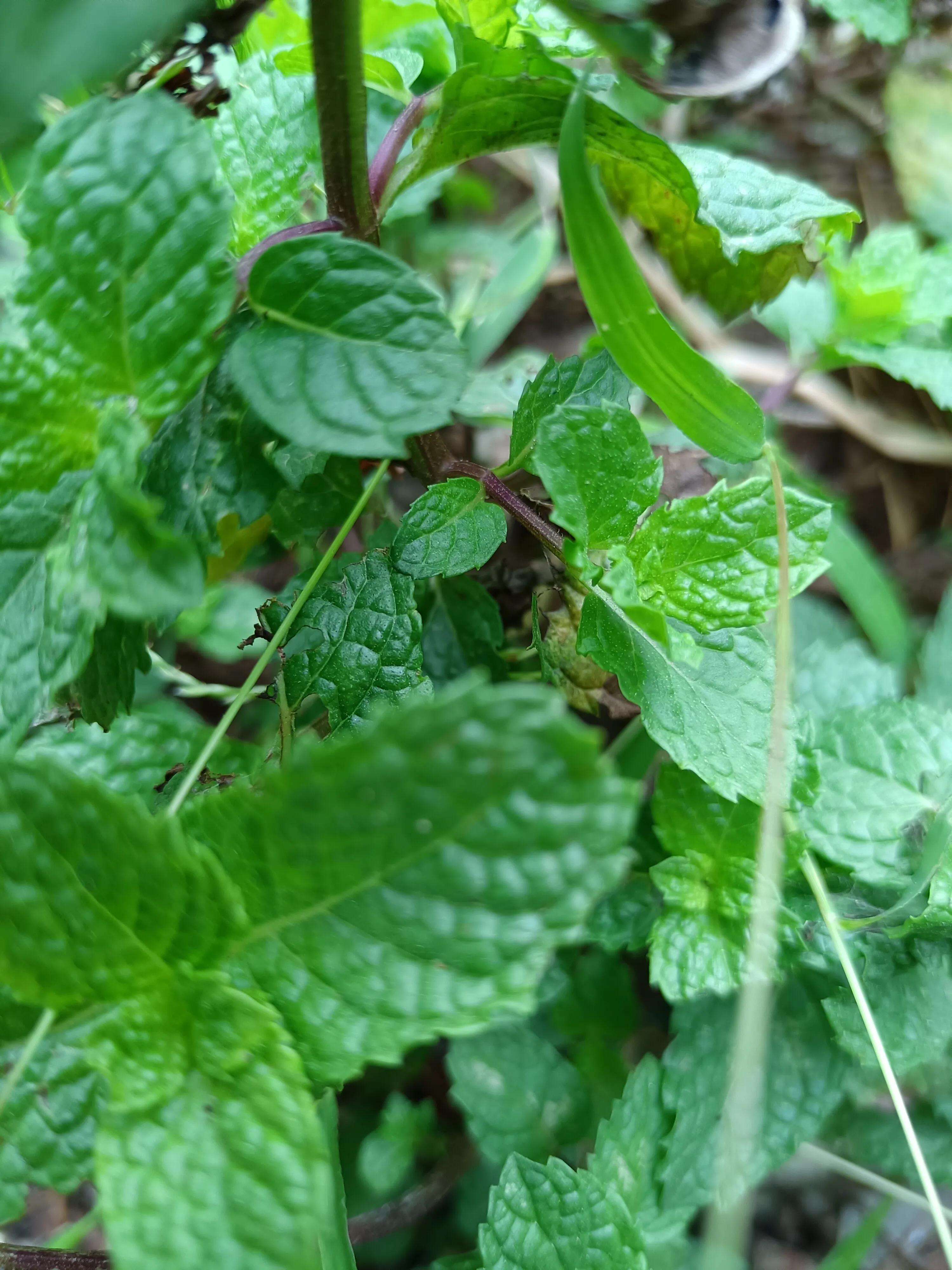 Hakka people say that the school name is Mint - iNEWS