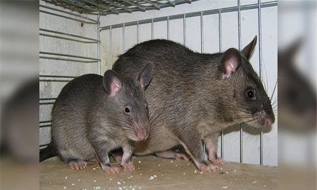 Is the Chernobyl giant rat in the former Soviet Union real? The mutant ...