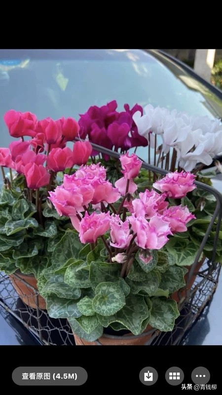 Common herbal flowers potted cyclamen detailed explanation - iMedia