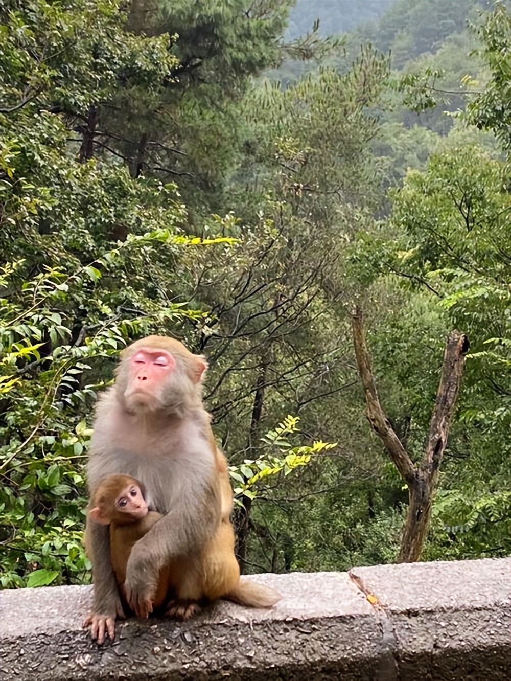 Qianling Mountain in Guiyang, how arrogant are the monkeys here? I'll ...
