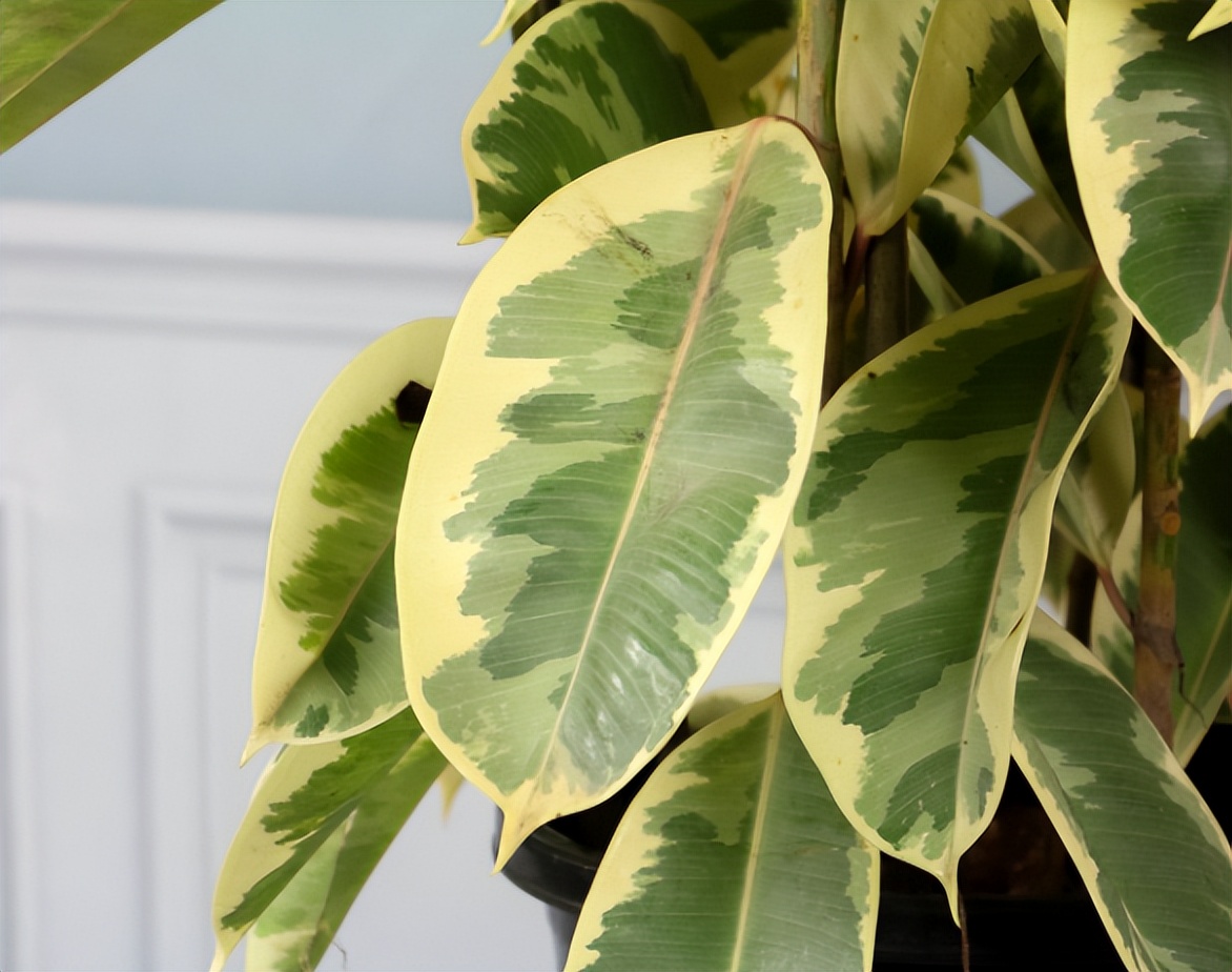 Rubber tree cuttings, learn these 4 steps, the success rate is higher ...