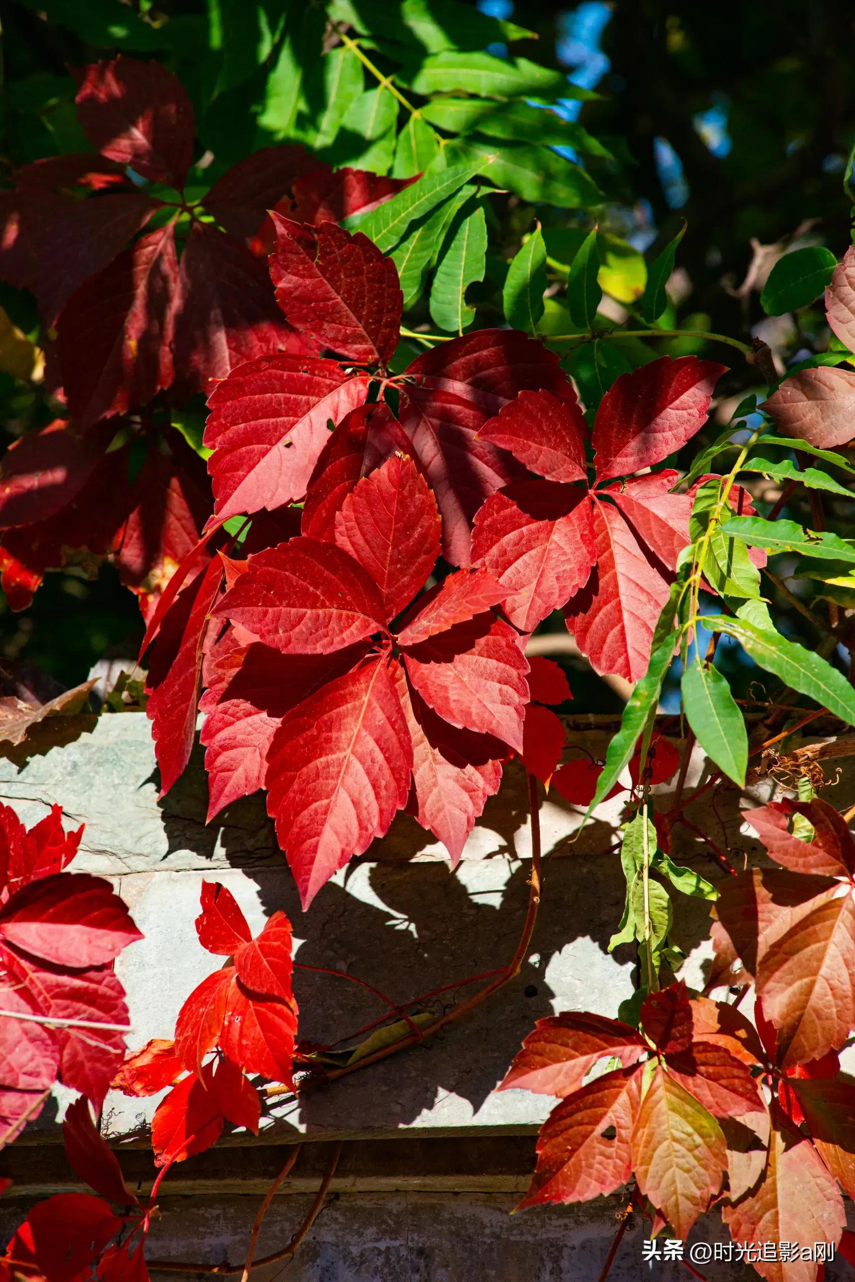 Drunk beautiful autumn colors, creeping tigers, enjoying autumn seasons ...