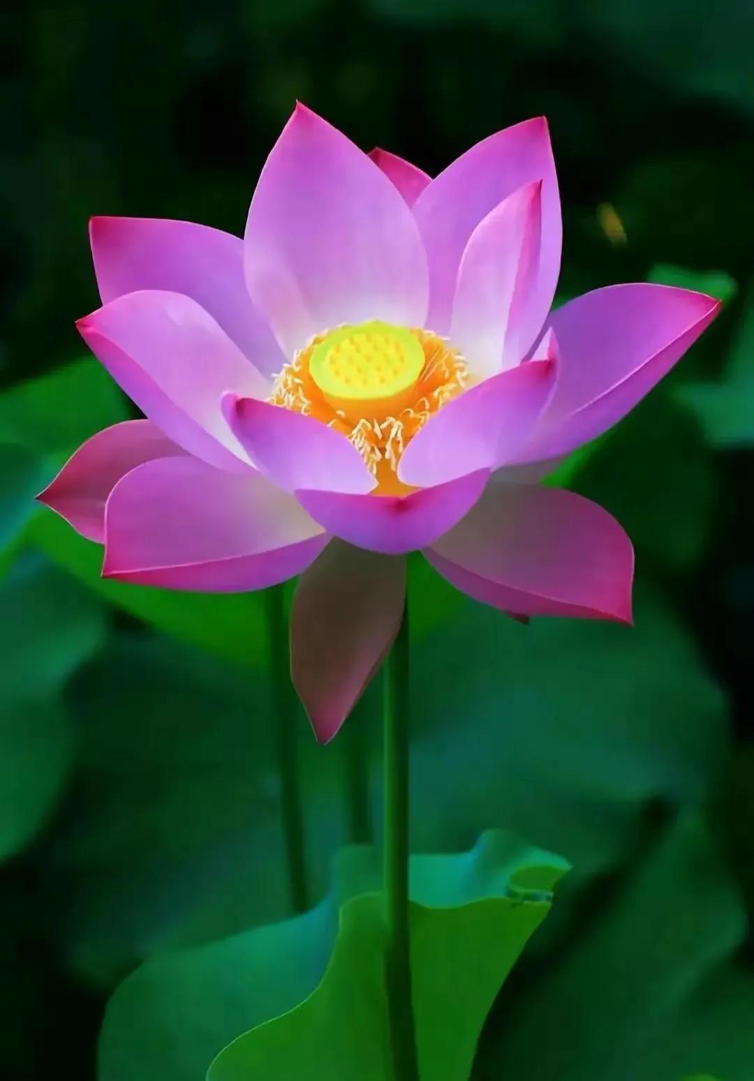 Do you know the ten elegant names of lotus? This lotus poem by Su Shi ...