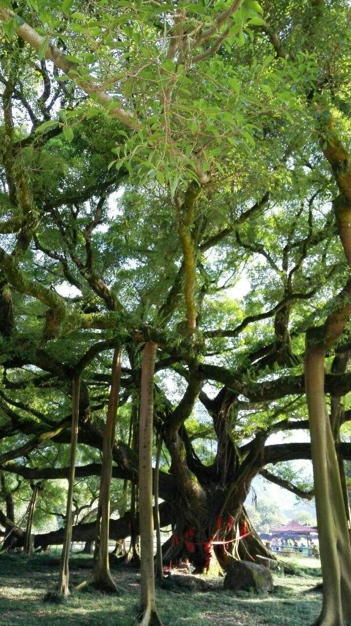 Longtouyue · Banyan Tree#Fenglai Ci No. 102 Original# - iNEWS