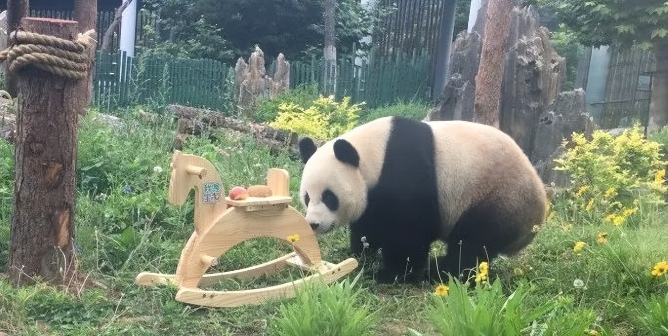 Two girlfriends, one "transgender" and one "change heart", the giant ...