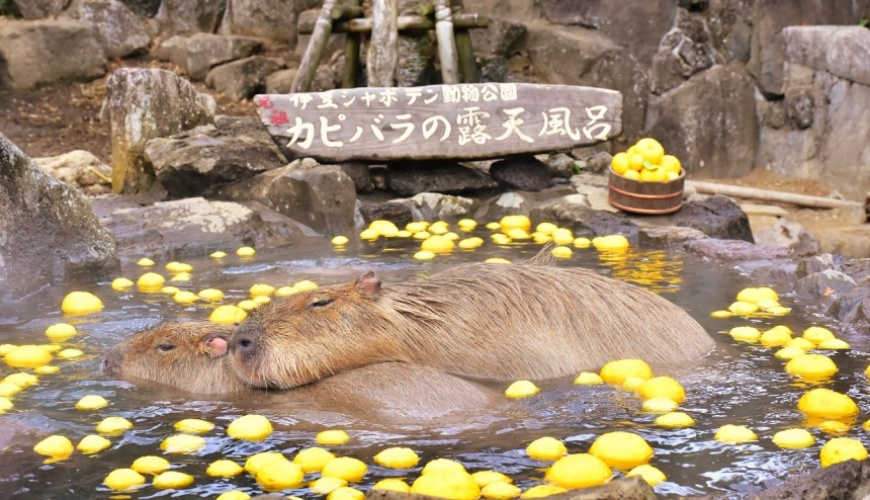 Why do capybaras soak in grapefruit hot springs in winter?Super cute ...
