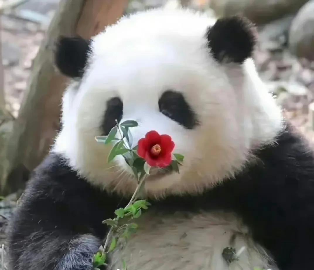 On the night of Weibo, Gu Ailing met Huahua, the top panda in the world ...