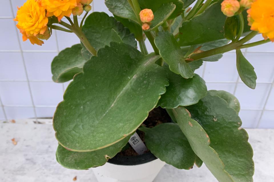 "Simba" longevity flower, yellow series, double-flowered rose-leaf ...