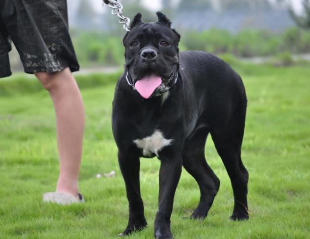 The ranking of the "Seven Evil Dogs" was released, and the Tibetan ...