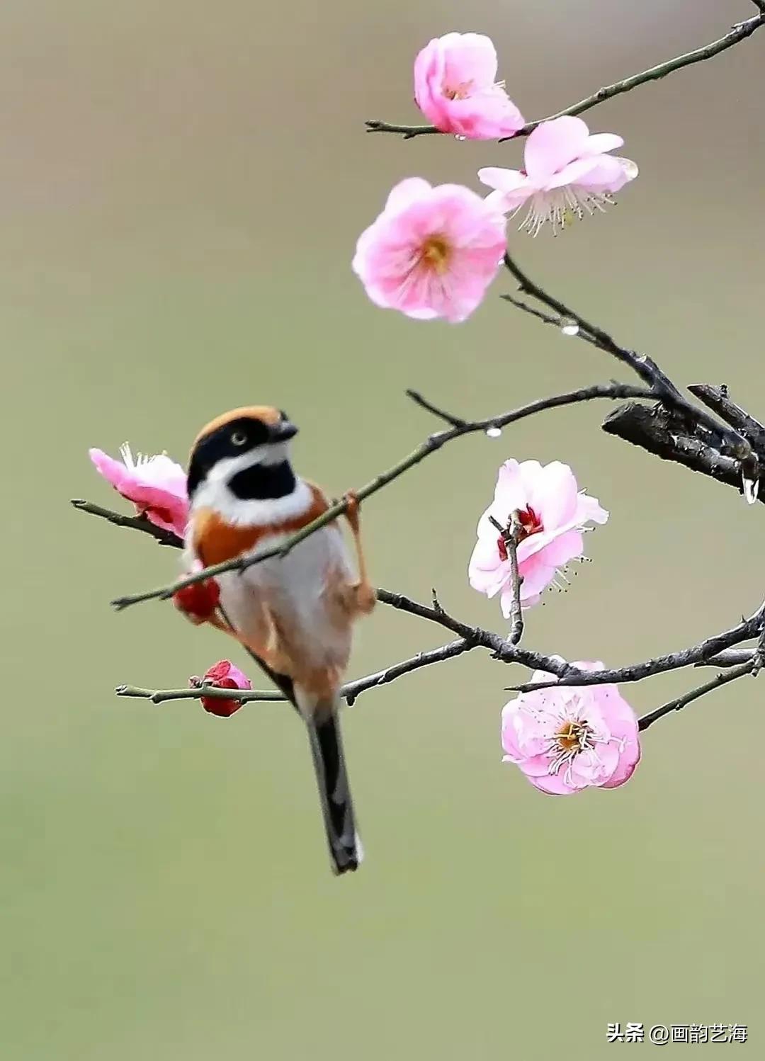 Meng Chunfu - iNEWS