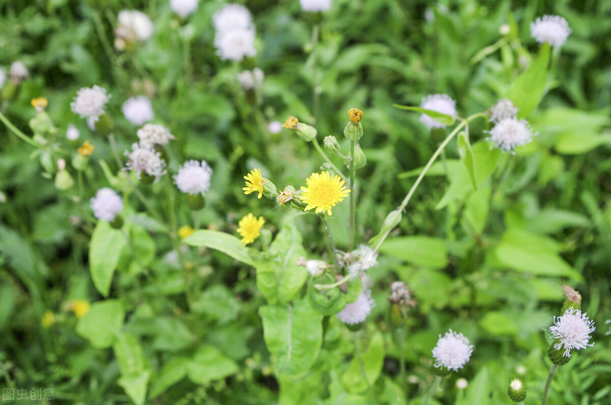 How can a small roadside vegetable have such a big effect?Lower blood ...