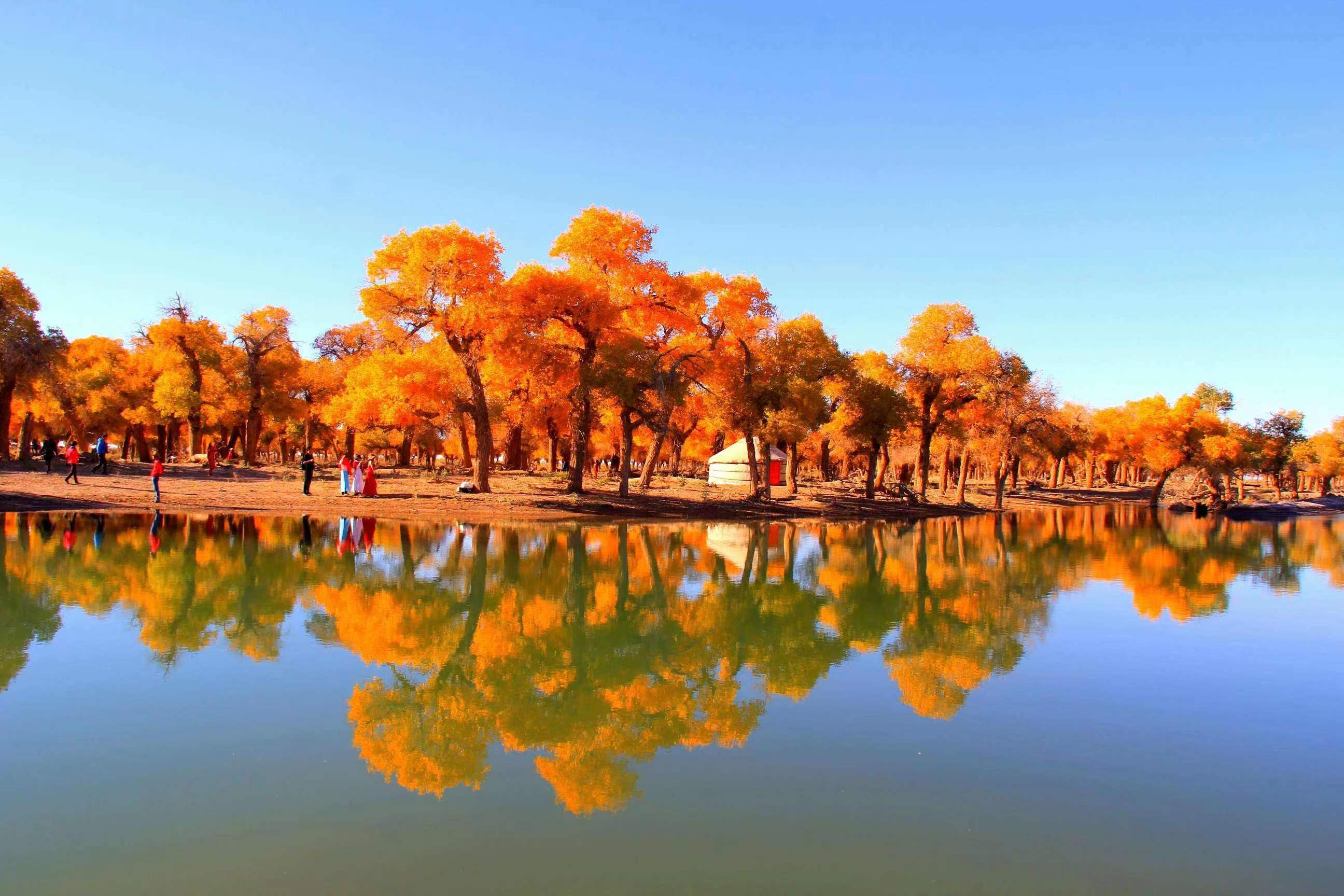 The Populus euphratica stands proudly in the Gobi desert - iNEWS