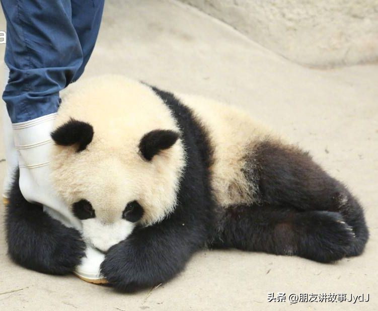 The cute giant panda——Qi Yi, the teletubbies in the panda world, the ...