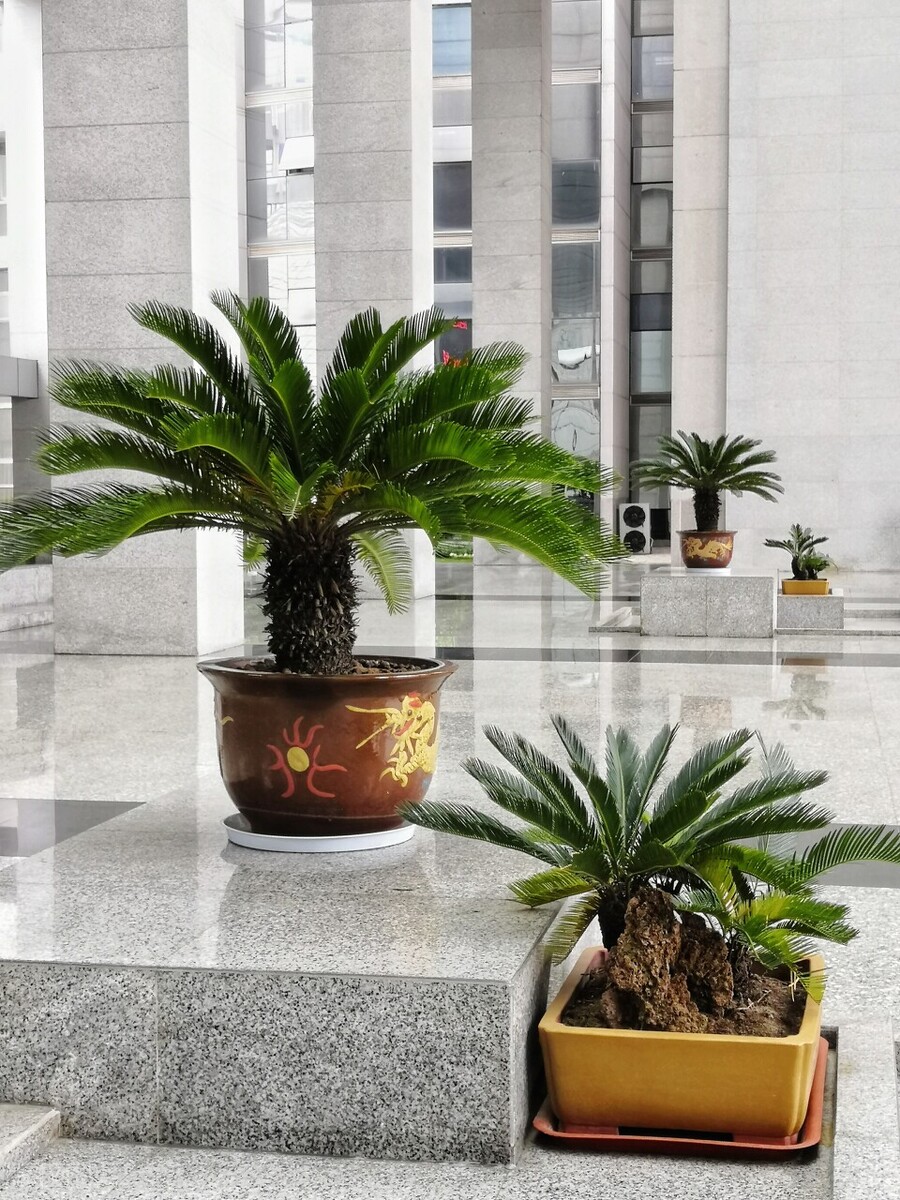 When the leaves of the iron tree turn yellow, it is enough to "bury ...