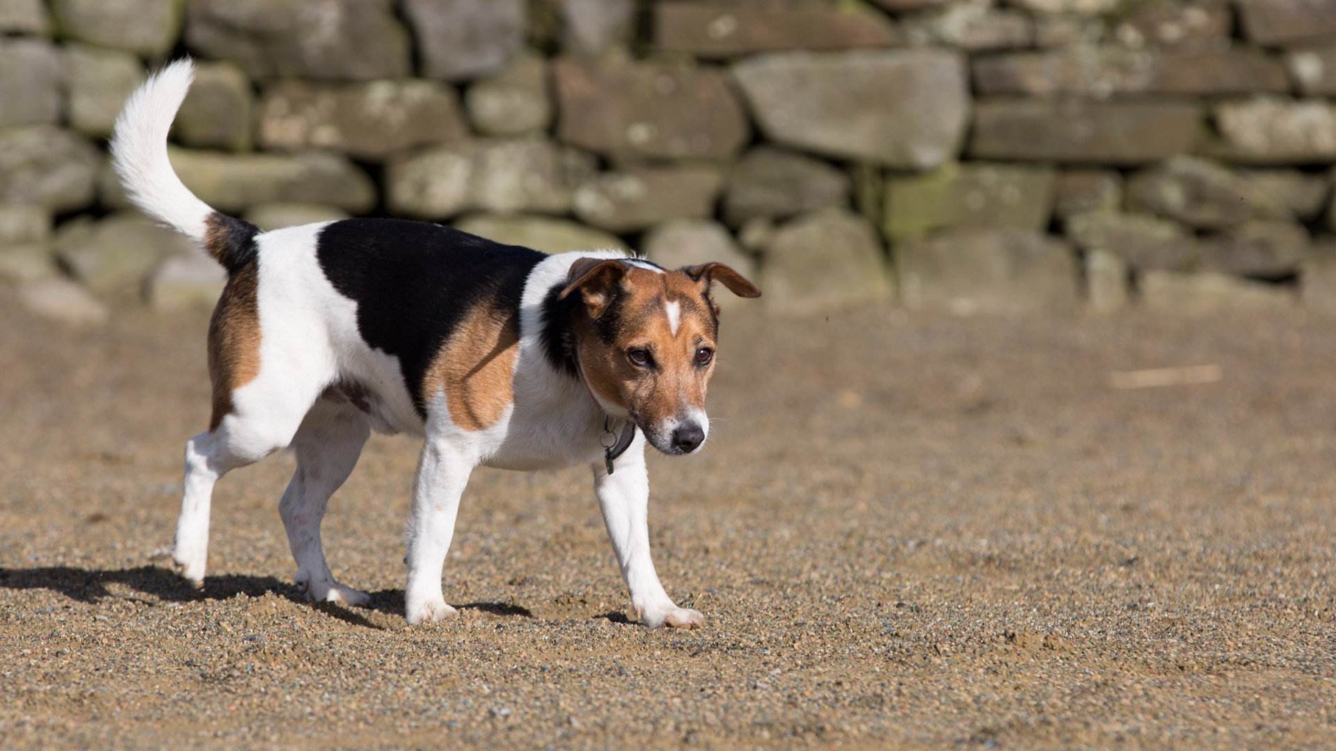 6 kinds of "beautiful" but "unpopular" dogs, the average person has ...