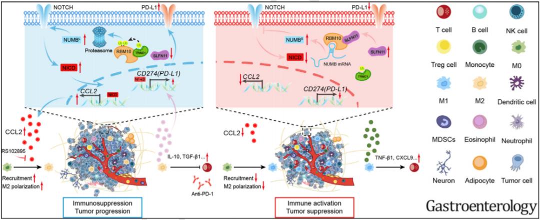 Ren Ning and other teams from Fudan University proposed a new strategy ...