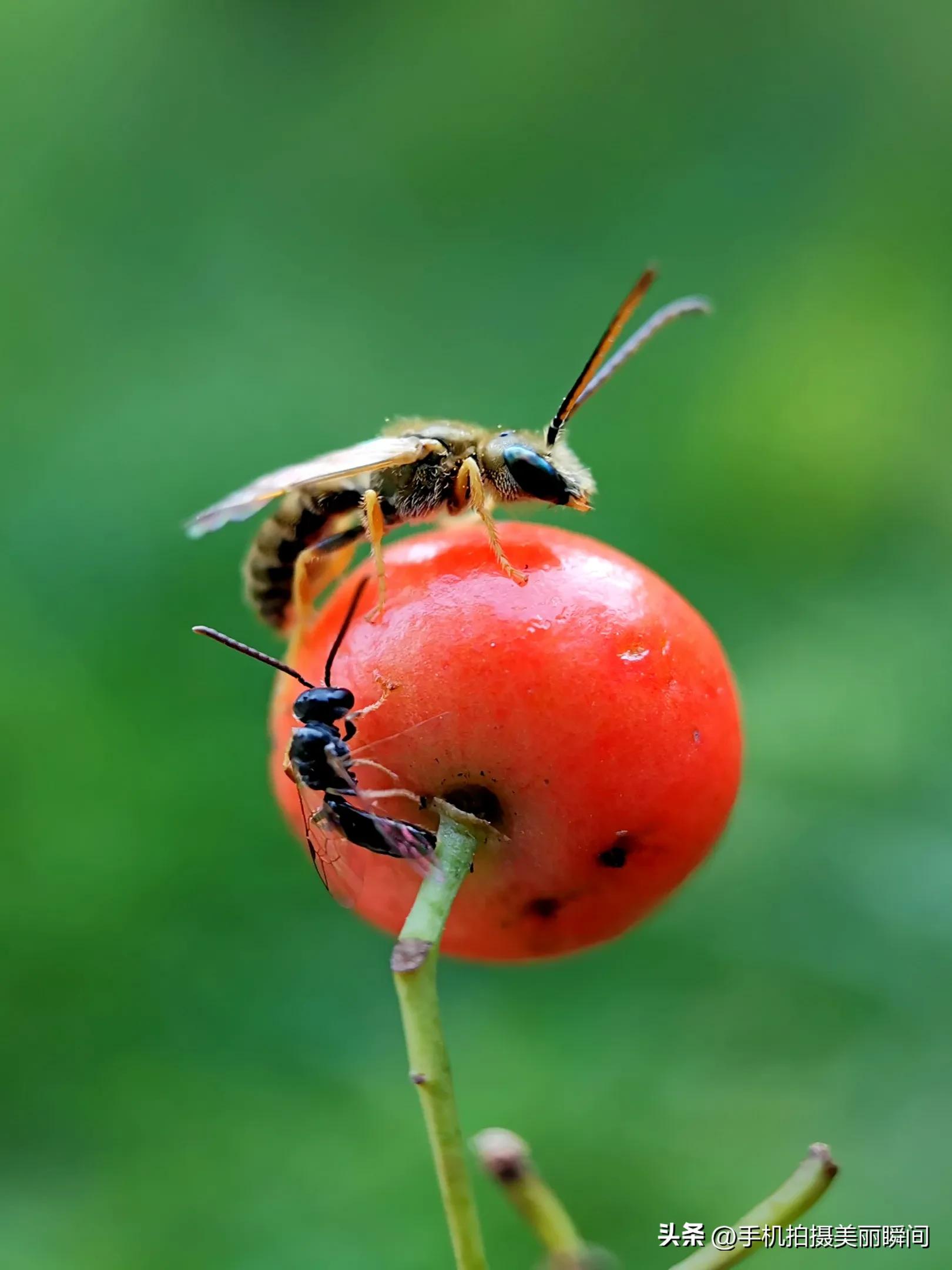 Mobile phone macro shooting insect skills - iNEWS