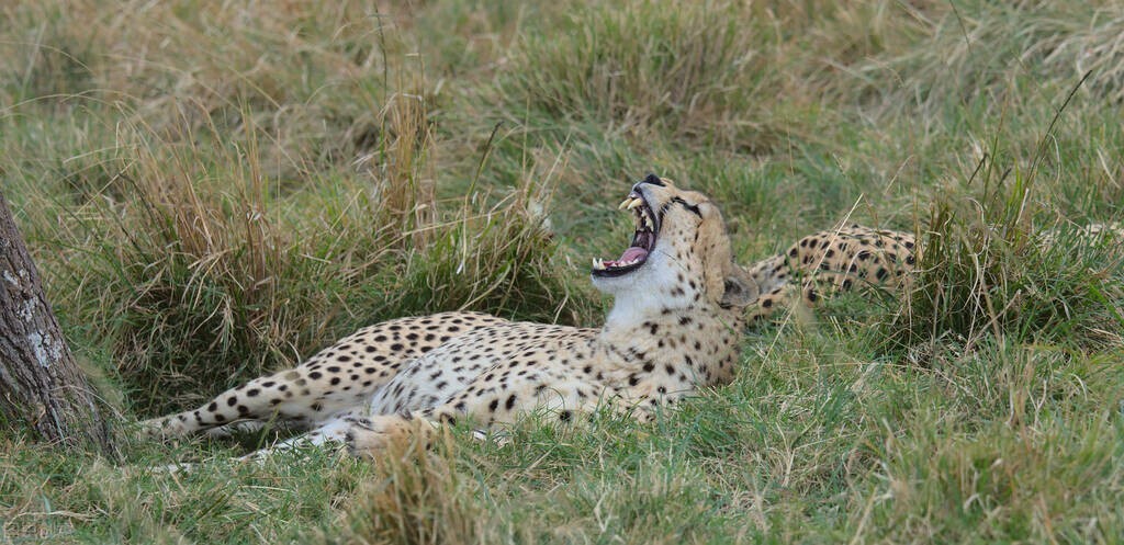 Gray wolf vs cheetah, who is more powerful? - iNEWS