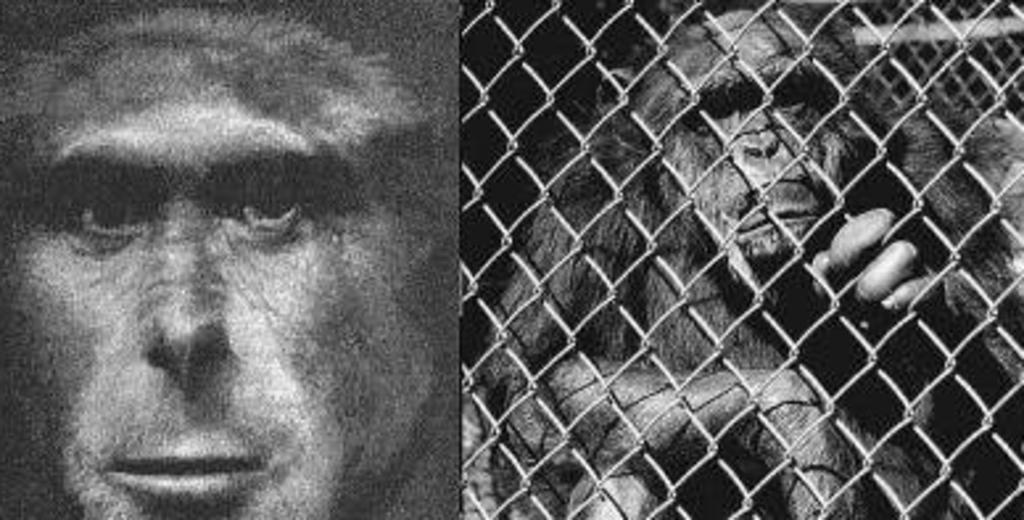 The maddening "human-ape hybrid" experiment violates ethics and the ...