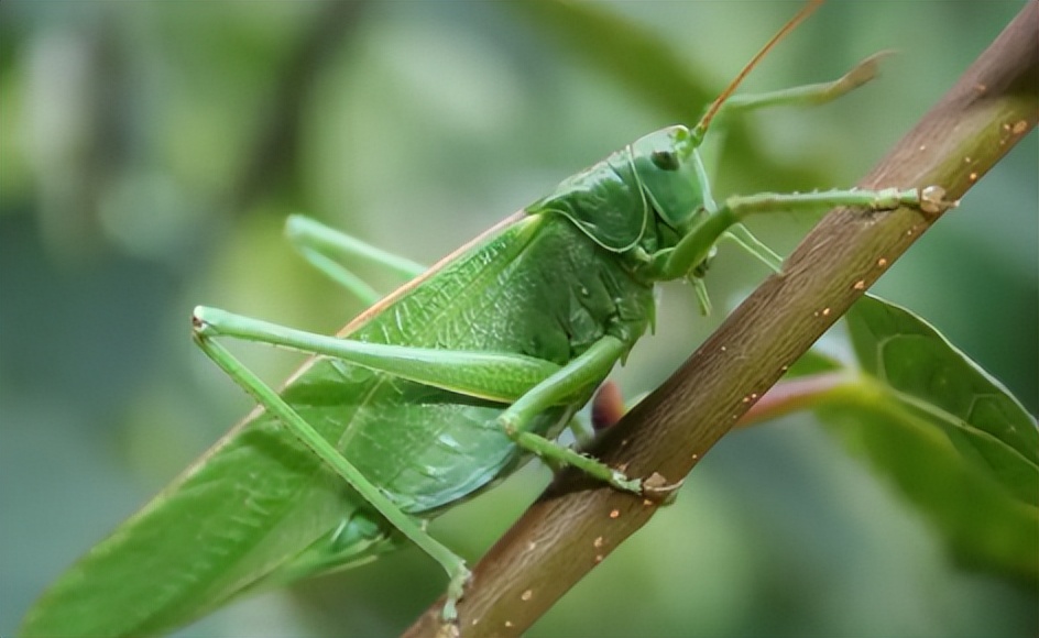How did the 'grasshopper robot', new research in biomimicry, be ...