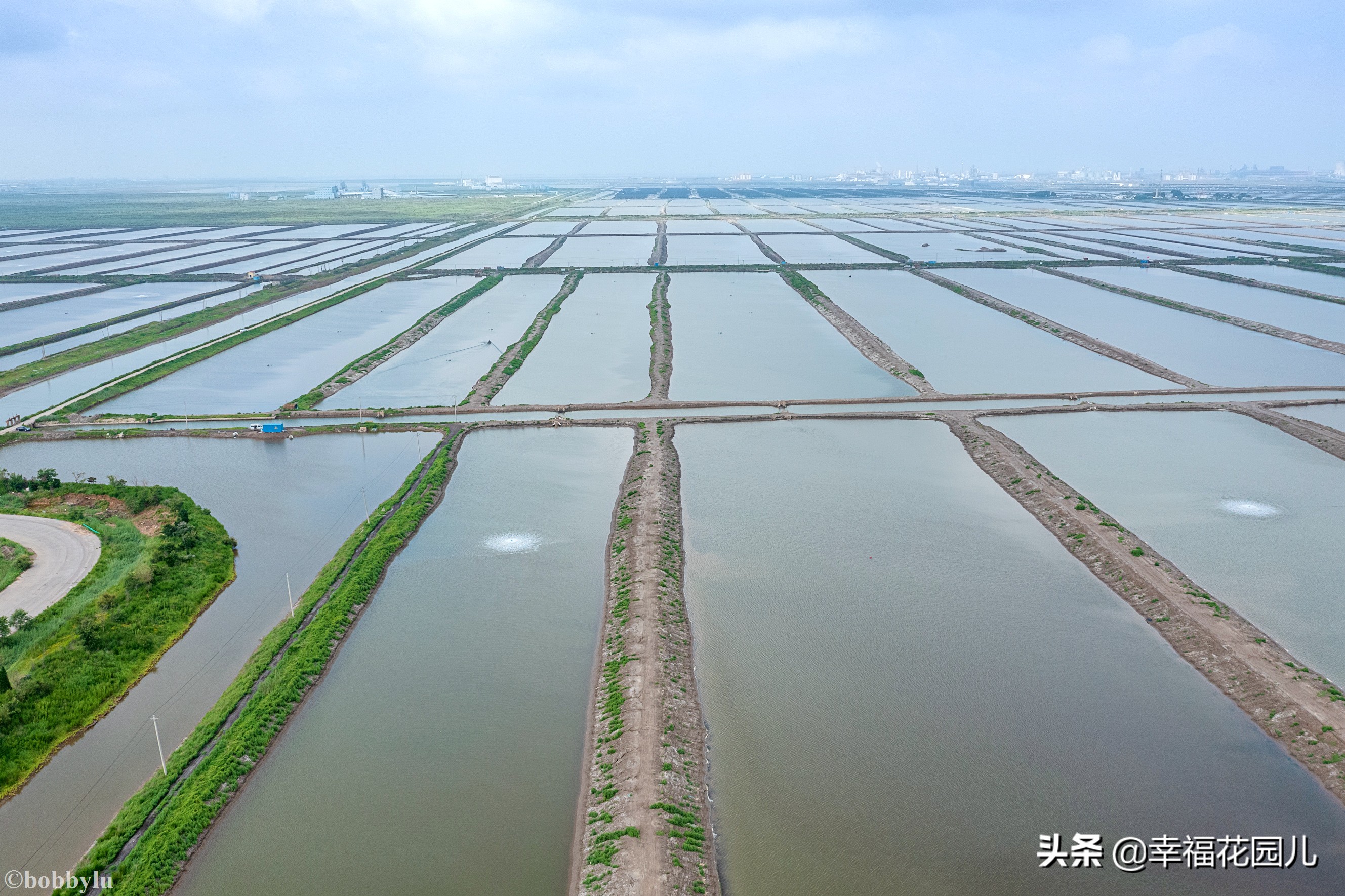 How precious is the delicious puffer fish?How precious is farming ...