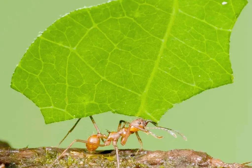 The amazing ant effect makes you dare to break through and run towards ...
