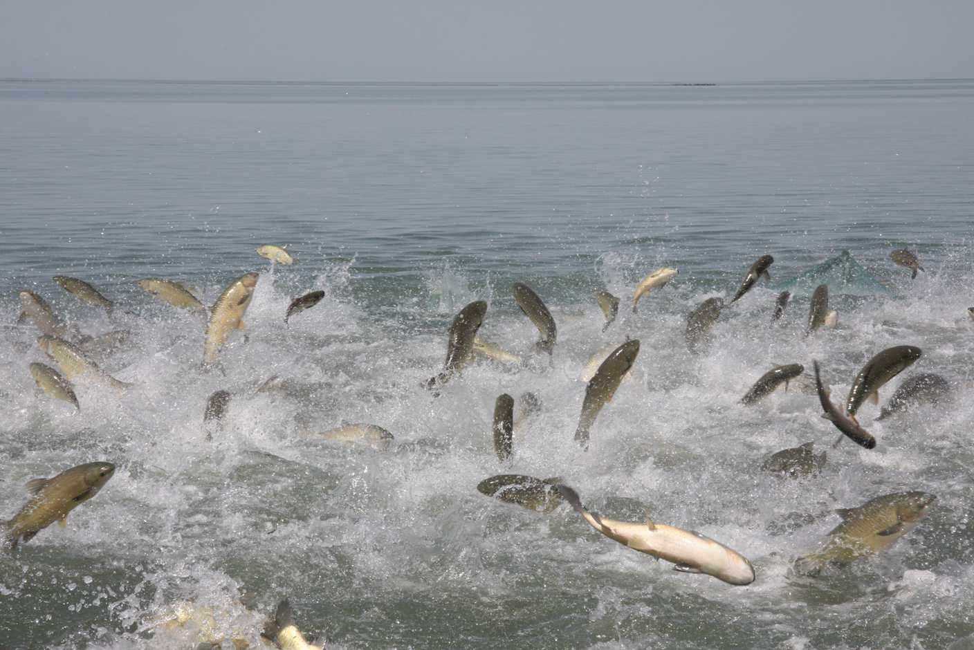 The 10-year ban on fishing in the Yangtze River is beginning to bear ...