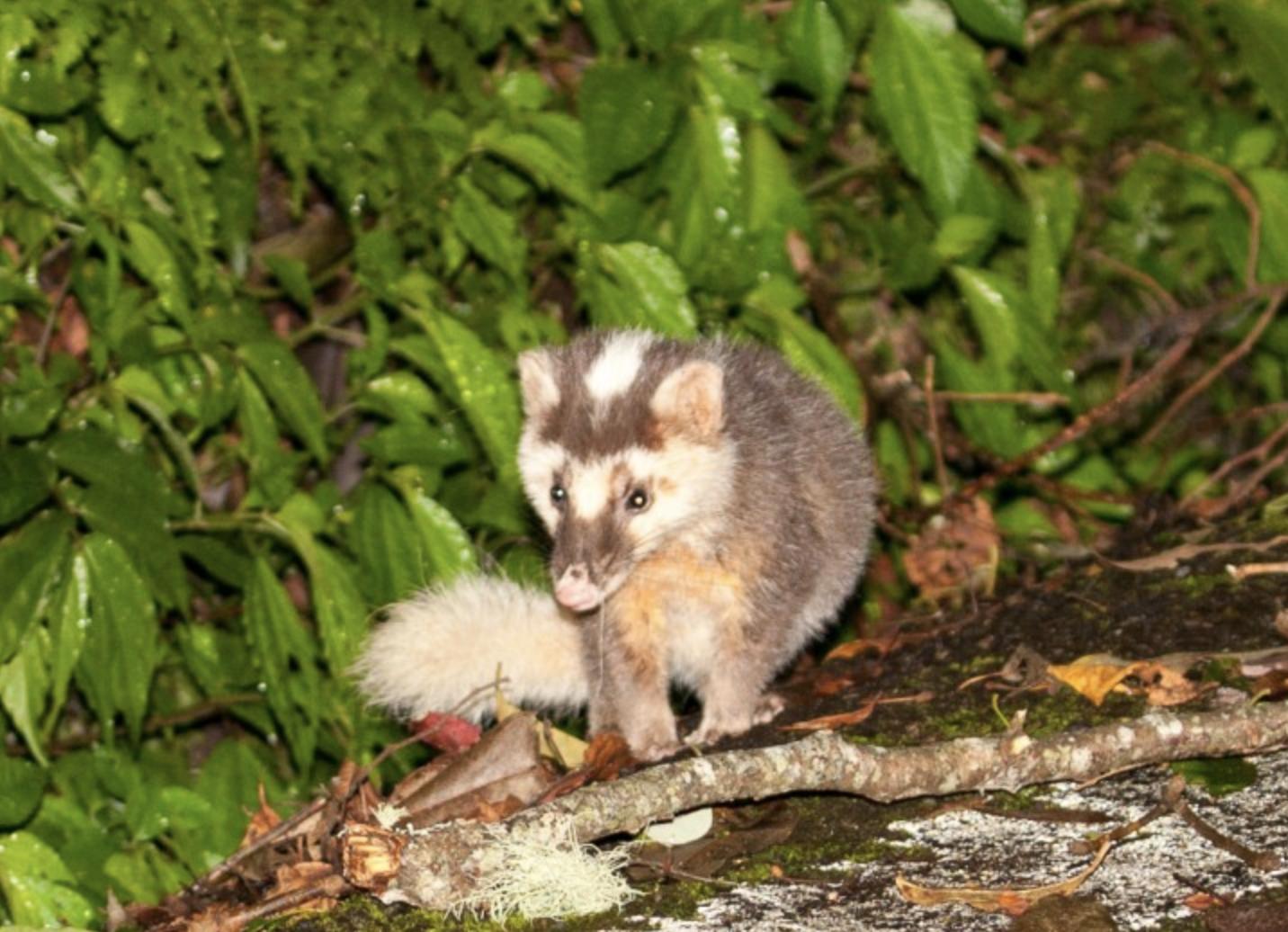 Travel through the world of ferrets: Learn about classification ...