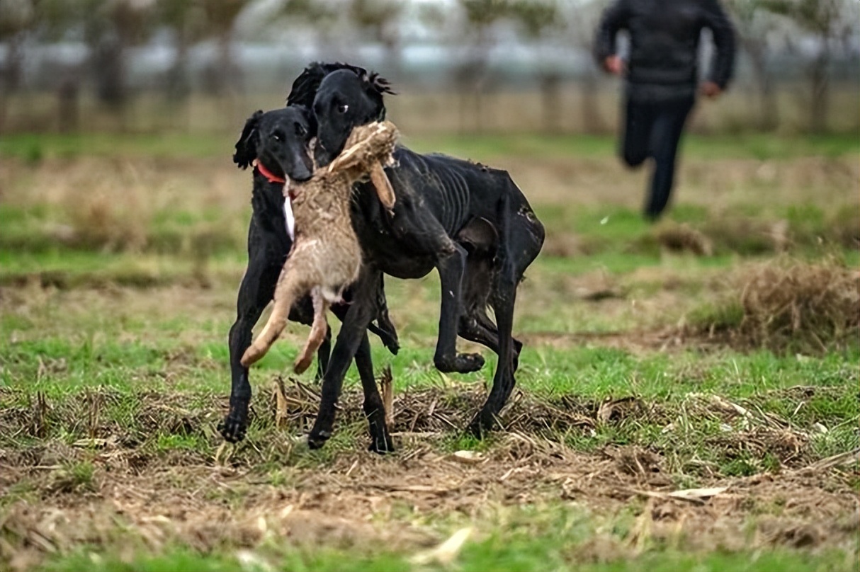 What are the endemic canids in China? Among them is the prototype of ...