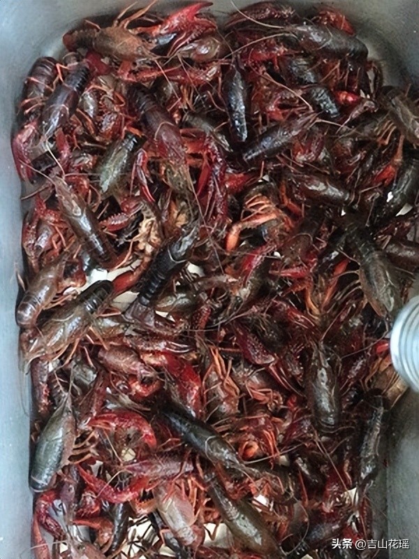 Breeding technology of crayfish fry in paddy fields in northern Jiangsu ...