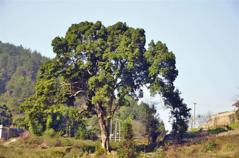 How expensive is nanmu, a tree can be exchanged for a Beijing courtyard ...