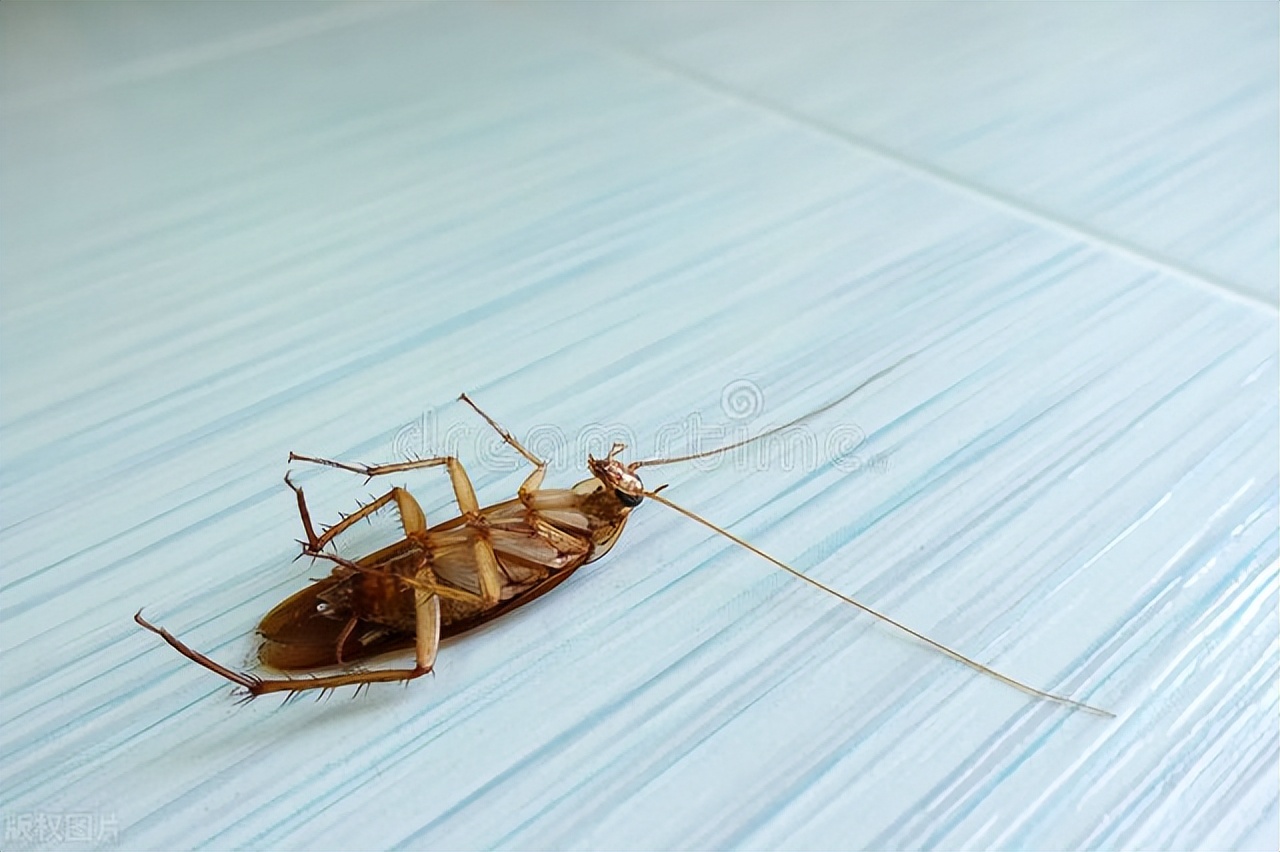 If the trampled cockroaches are not cleaned up in time, they will ...