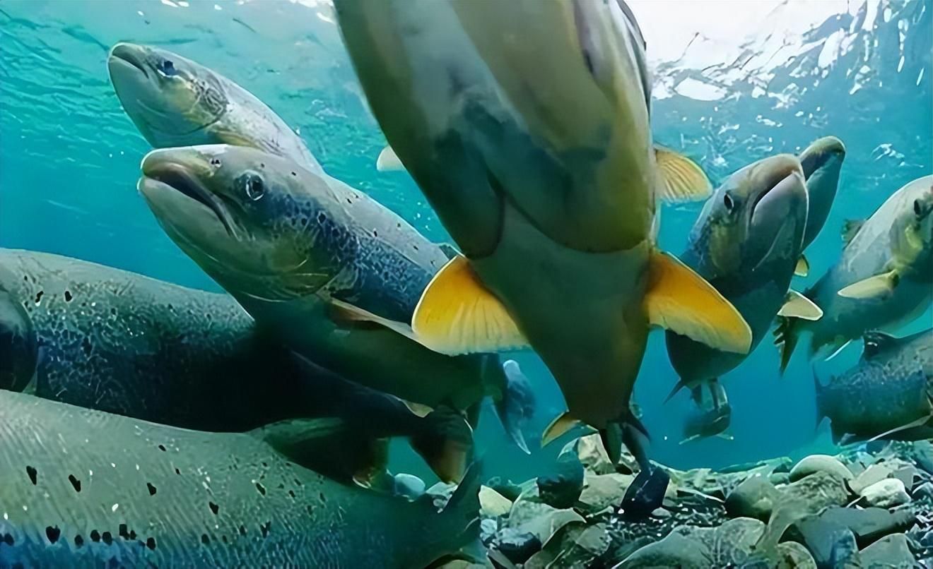 With an annual output of 3 billion catties of fish and a maximum depth ...