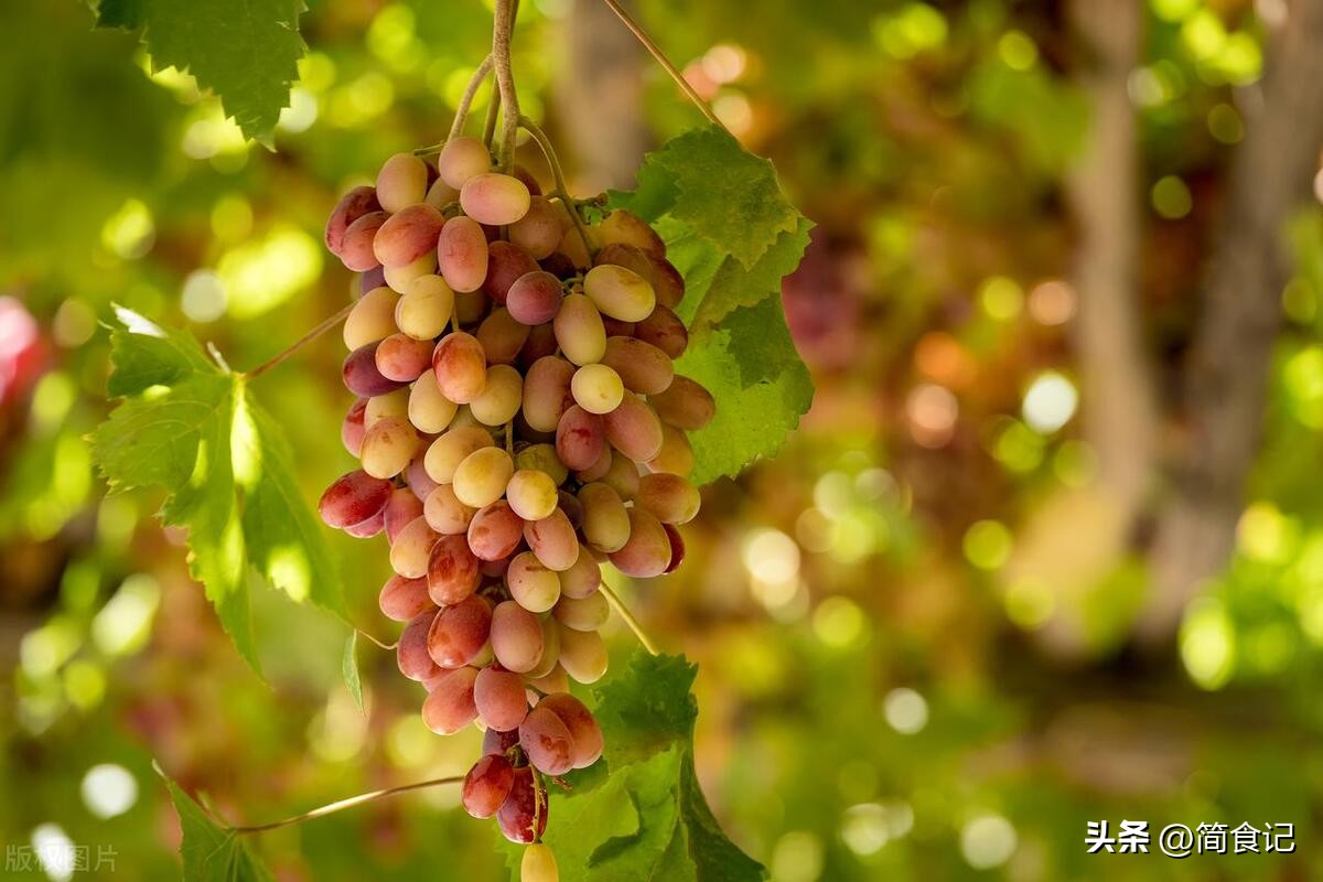 Which grapes are the best in China? After selection, these 6 places are ...