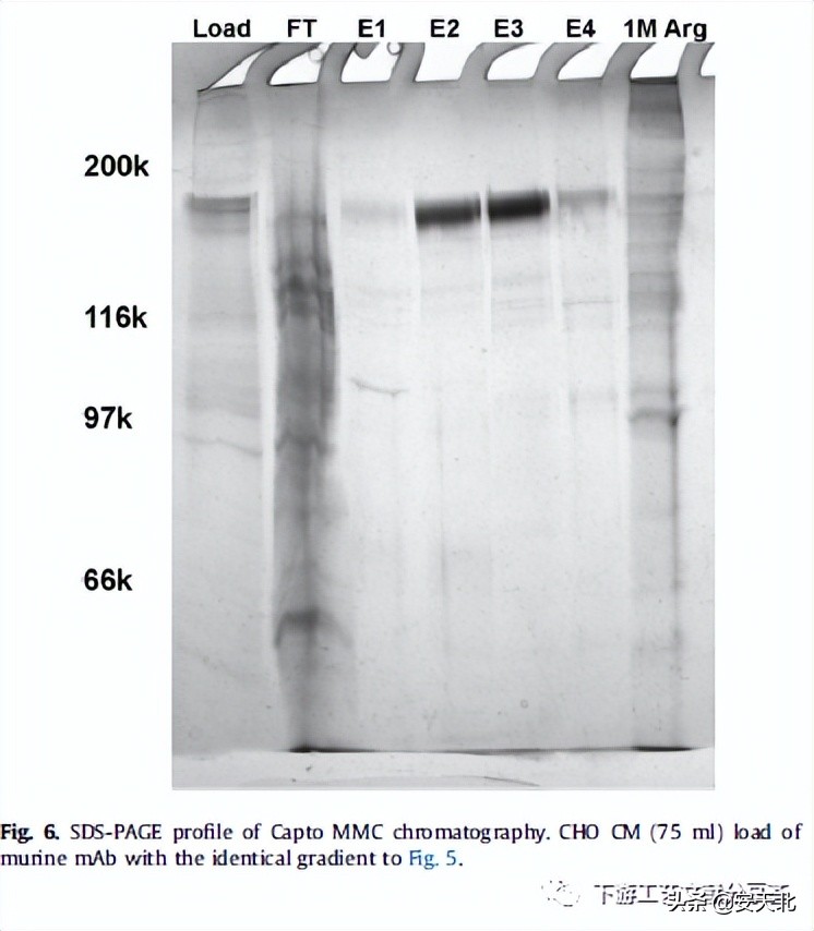 Capto MMC Mixed Mode Chromatography of Mouse and Rabbit Antibodies - iMedia