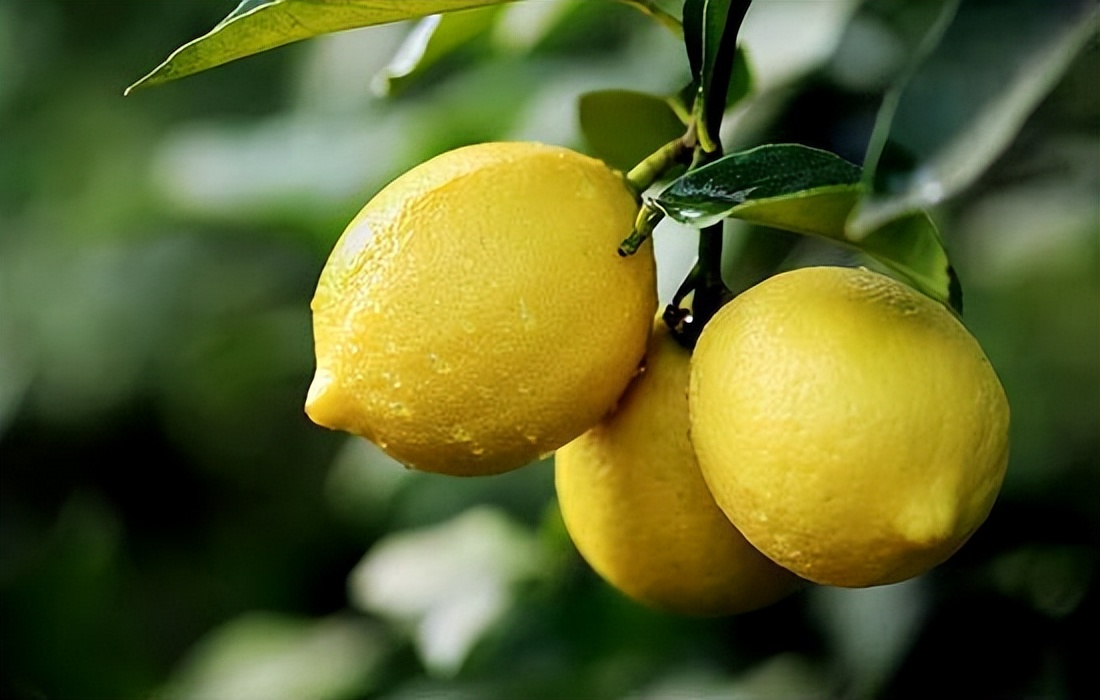 Lemons can kill 12 types of cancer, 10,000 times stronger than ...