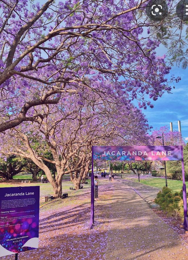Australia UQ school flower announced!so amazing - iNEWS