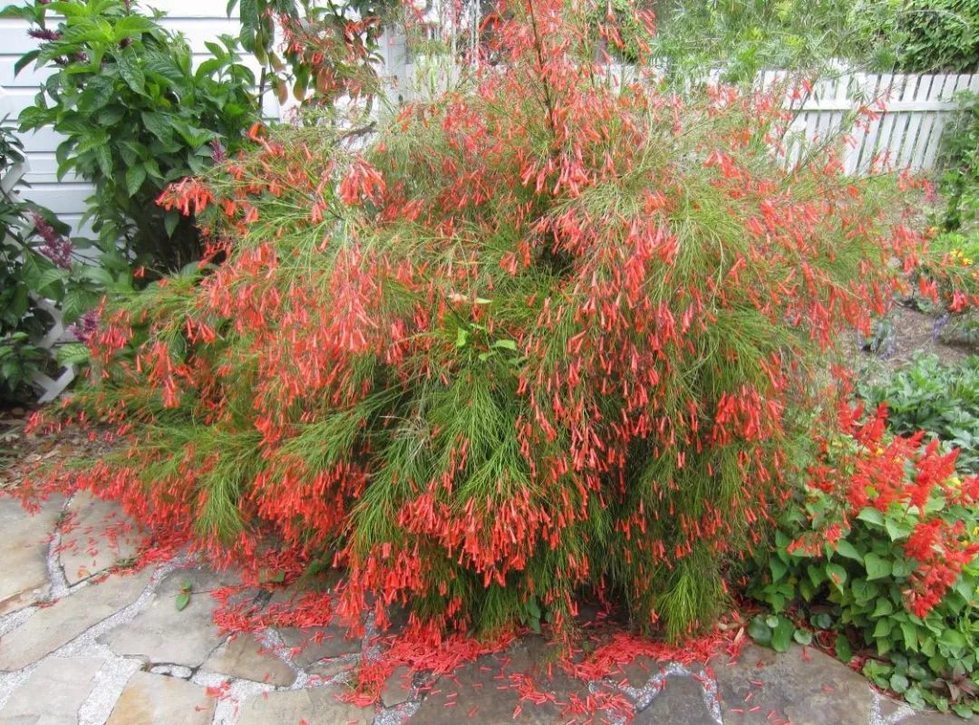 Flowers are like a bunch of small firecrackers, small shrubs that bloom ...