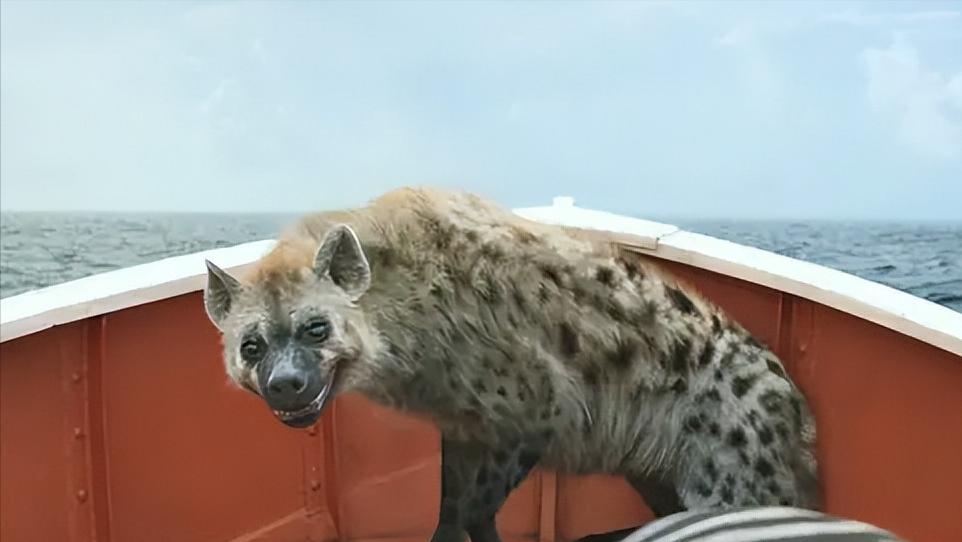 "The Fantasy Drifting of Boy Pi" is a fantasy movie with depth, what is ...