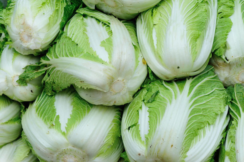When storing cabbage in the cellar, which way is the correct posture ...