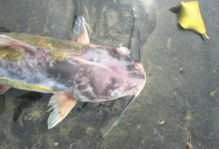 The death of the channel catfish continued for several days without ...