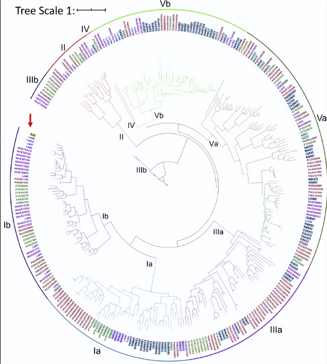 Study on the key enzymes and their characteristics in the biosynthesis ...