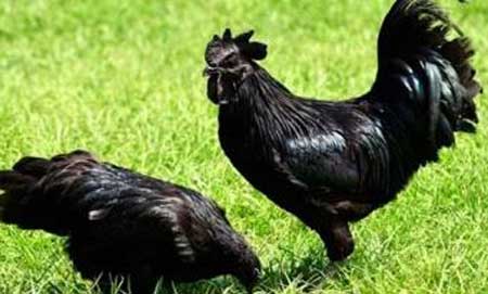 The most expensive chicken in the world, known as the Lamborghini of ...
