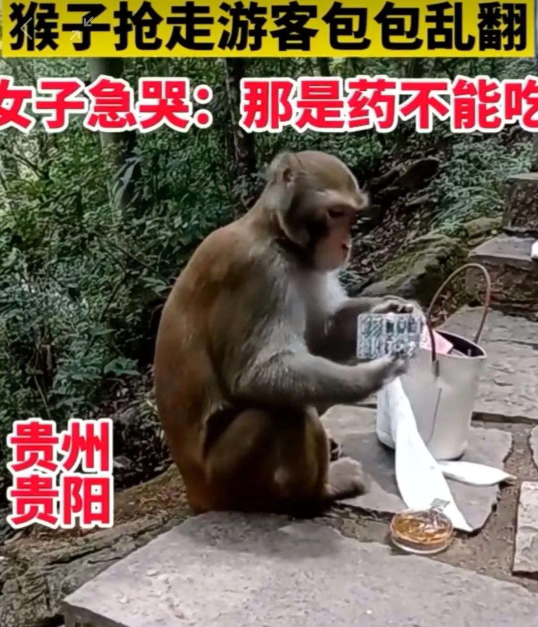 The name of the monkey adopted by the 90-year-old Shi Tai in Yanghu ...