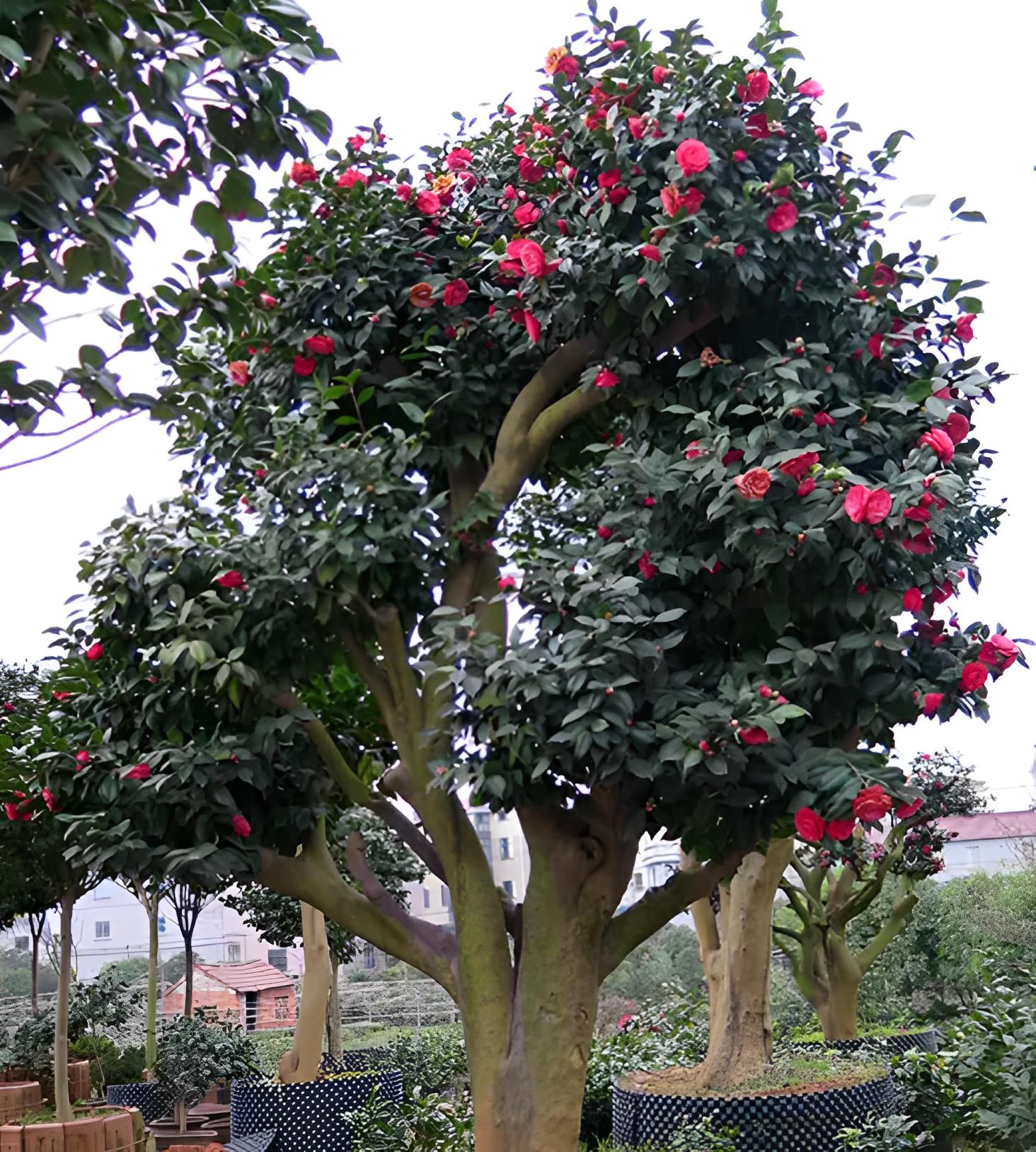 Like Longevity Tree?Listen to the old gardener, raise 4 species, keep ...